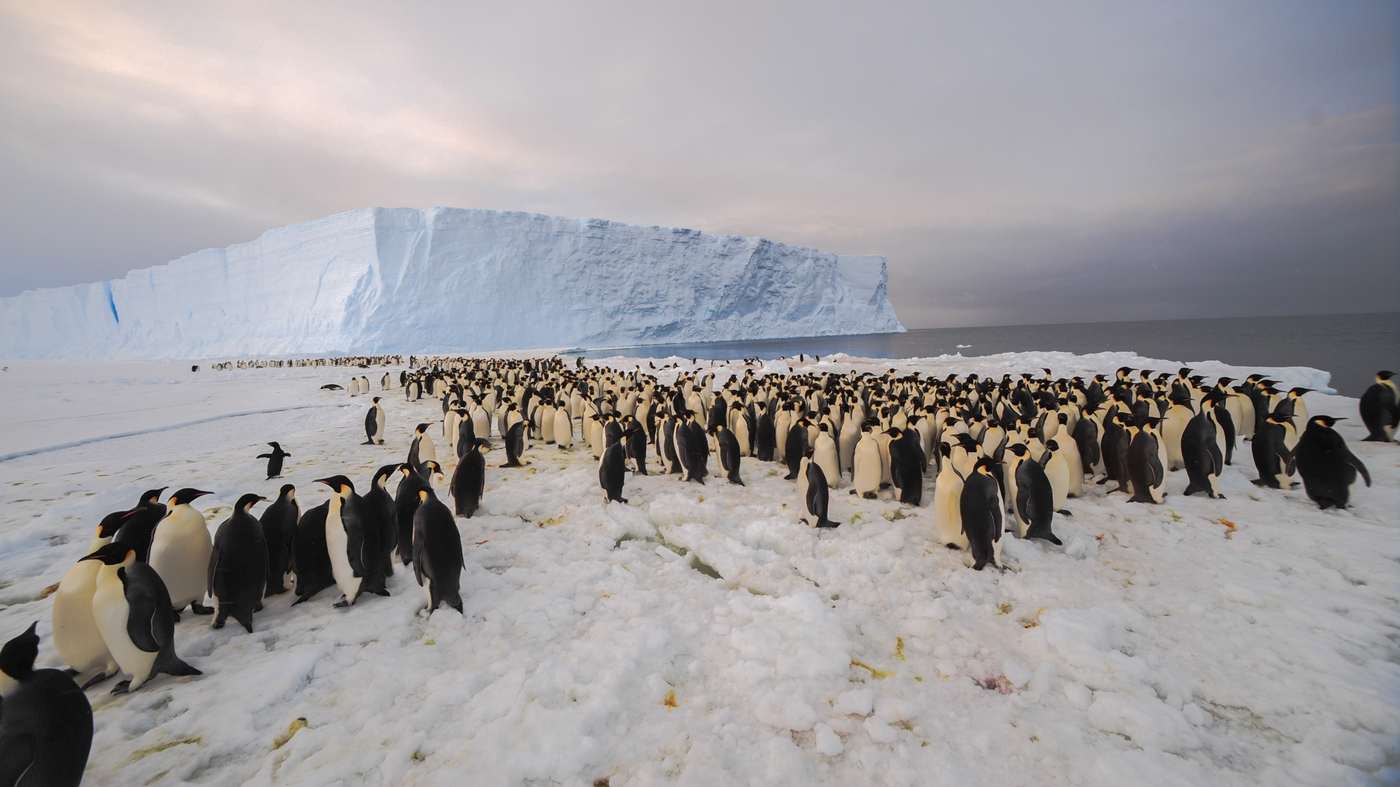 Penguin Poop Leads Ice Researchers To Unknown Colony : NPR