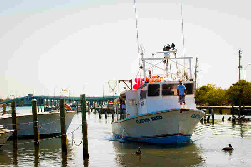 For A Florida Fishery, 'Sustainable' Success After Complex Process : NPR