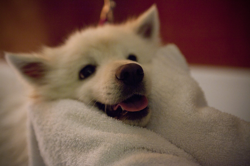 Woof Out The Red Carpet: Westminster Dogs Take New York : NPR