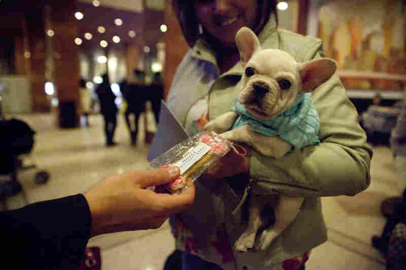 Woof Out The Red Carpet: Westminster Dogs Take New York : NPR