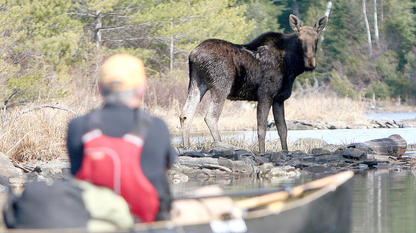 Minnesota's Moose Mystery: What's Killing Them? : The Two-Way : NPR