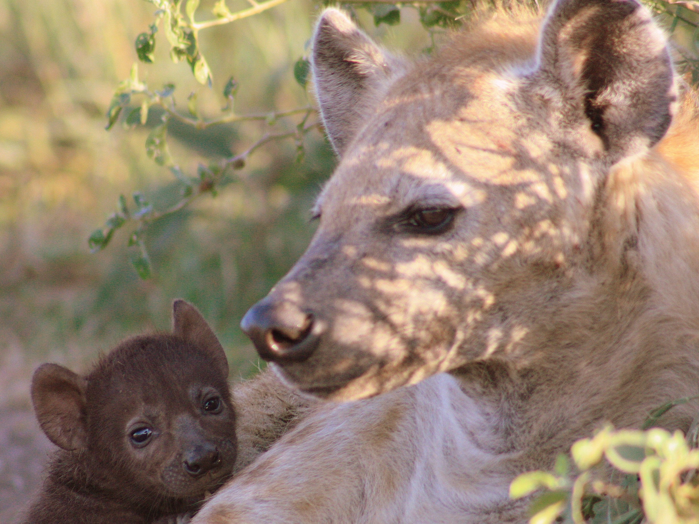 Convergent Evolution: Hyenas Offer Clues To The Human Past | NCPR News