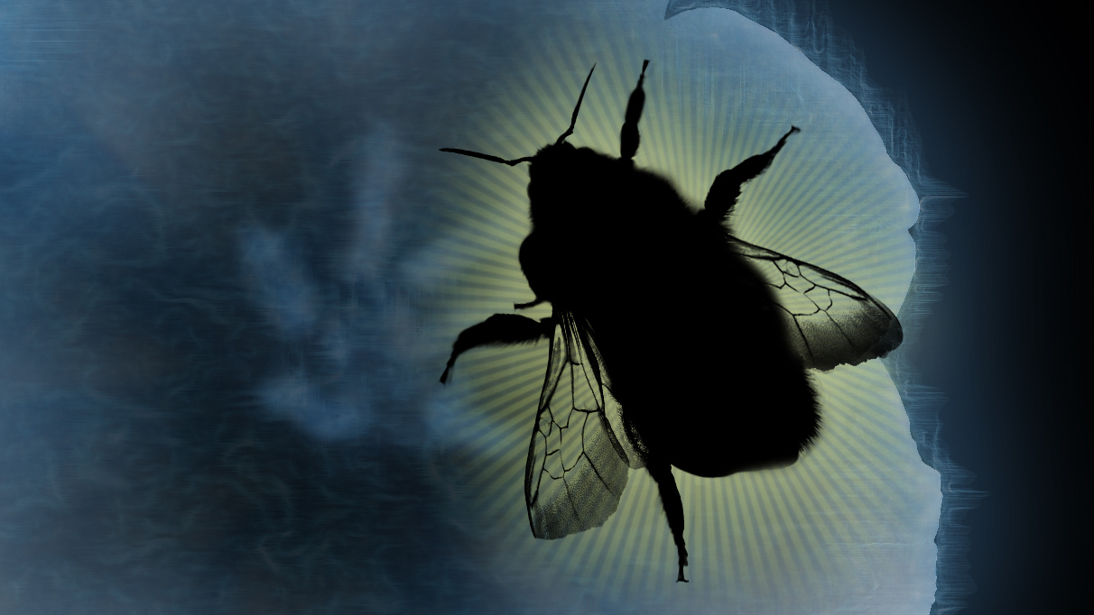 Honey, It's Electric: Bees Sense Charge On Flowers : NPR