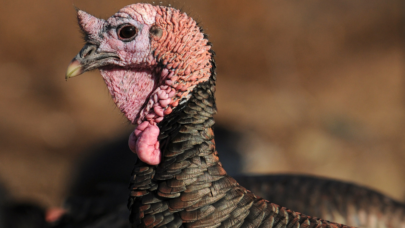 Tough Turkeys Are Taking Over A California Town : The Two-Way : NPR