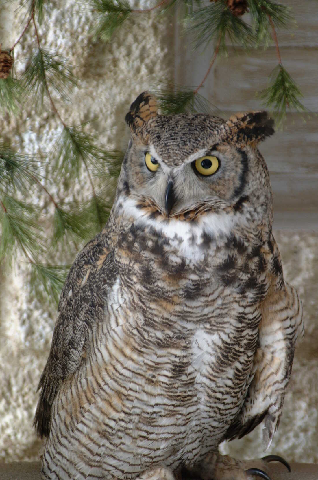 Cleansing The Palate And Spitting Up Feathers: The International ...