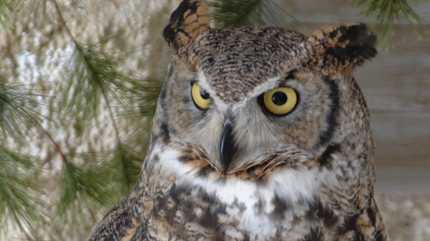 Cleansing The Palate And Spitting Up Feathers: The International ...