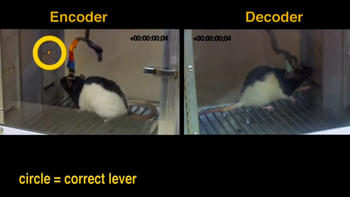 Researchers Connect Rats' Minds Via Internet : The Two-Way : NPR