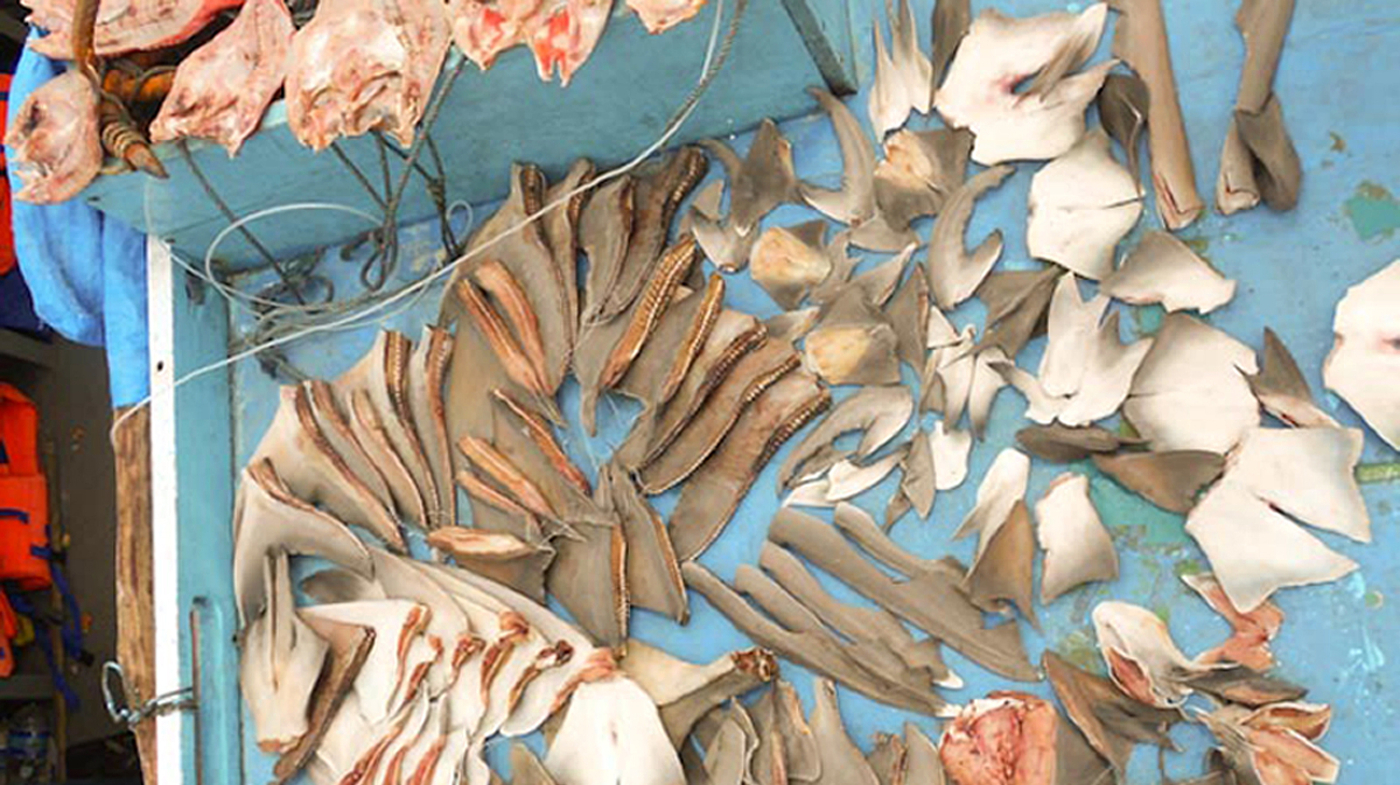 Caught For Fins, Sharks Die At Unsustainable Rate, Study Finds : The ...