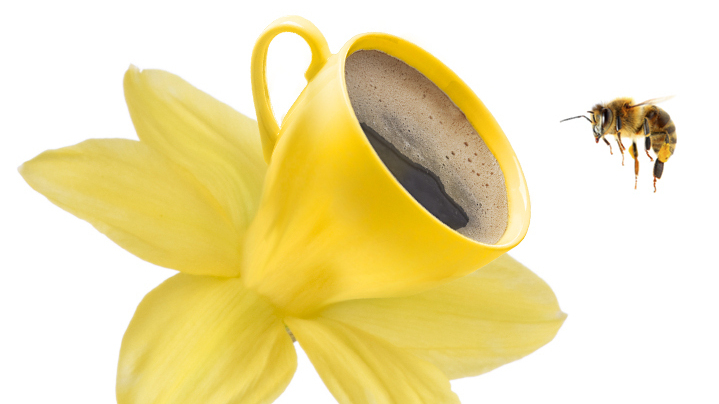 If Caffeine Can Boost The Memory Of Bees, Can It Help Us, Too? : The ...