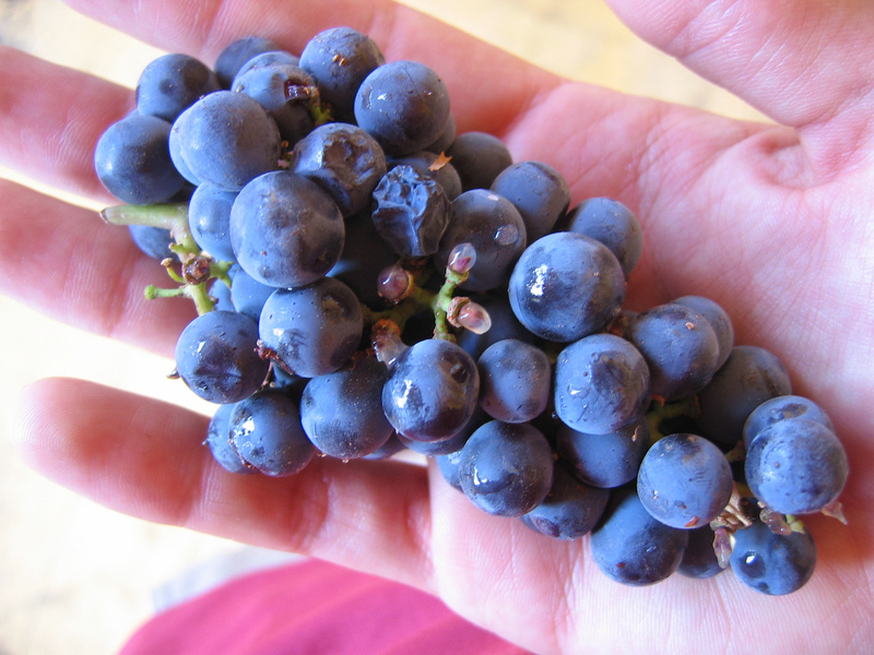 We Like 'Em Big And Juicy: How Our Table Grapes Got So Fat : The Salt : NPR