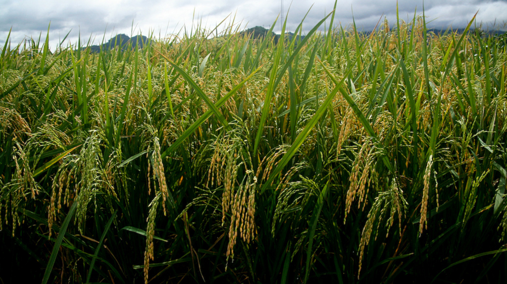 In A Grain Of Golden Rice, A World Of Controversy Over GMO Foods : The ...