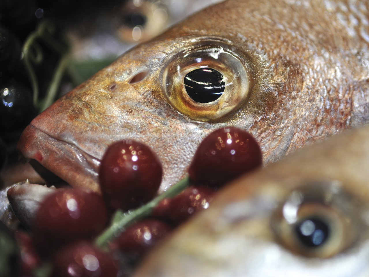Home & Hobby Edible Animal Eyes Food & Fermenting etna.com.pe