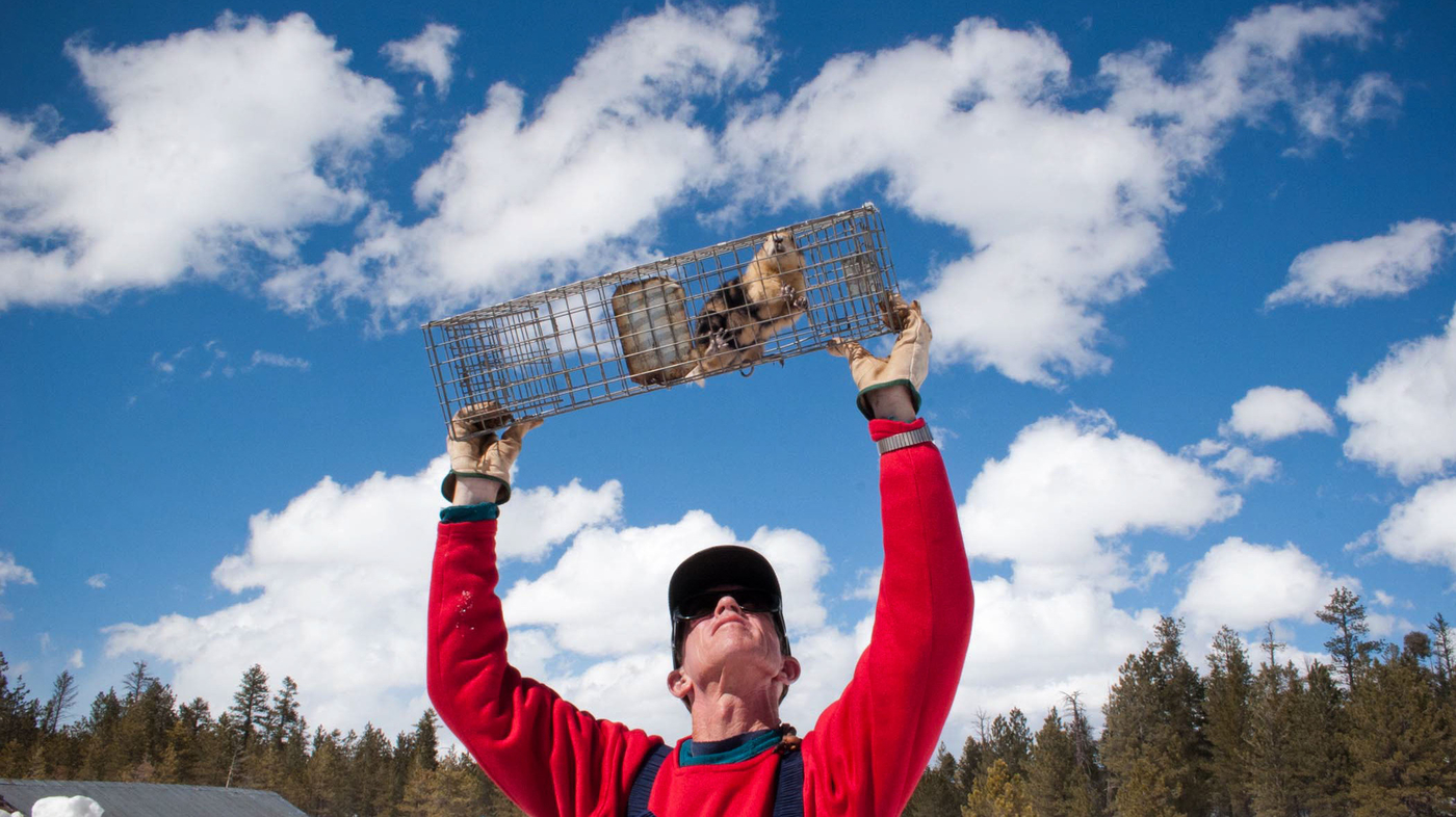 Young Adult Prairie Dogs Dig Living In Mom's Basement : NPR