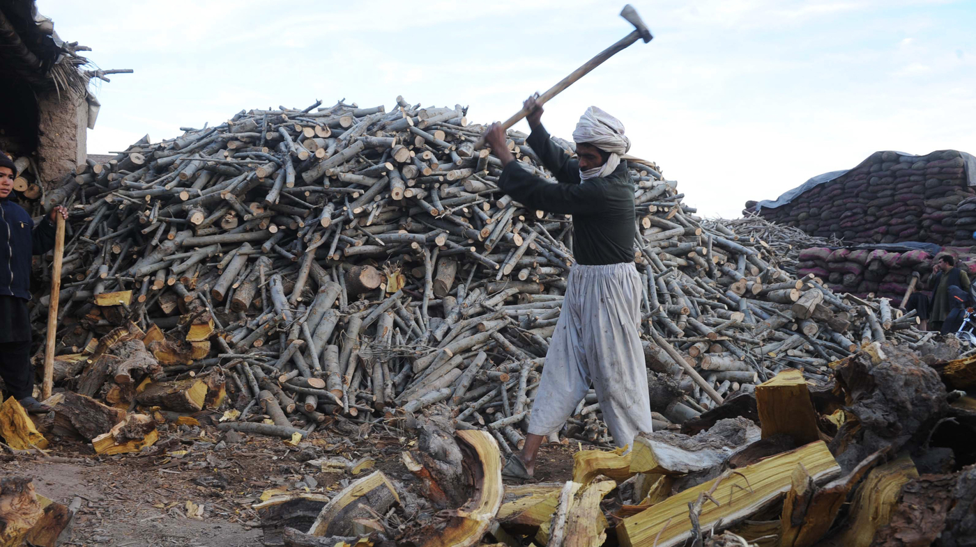 Afghanistan's Forests A Casualty Of Timber Smuggling : NPR