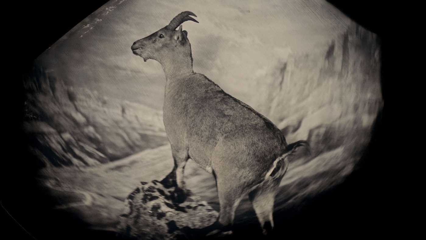 It's Called 'De-Extinction' — It's Like 'Jurassic Park,' Except It's ...