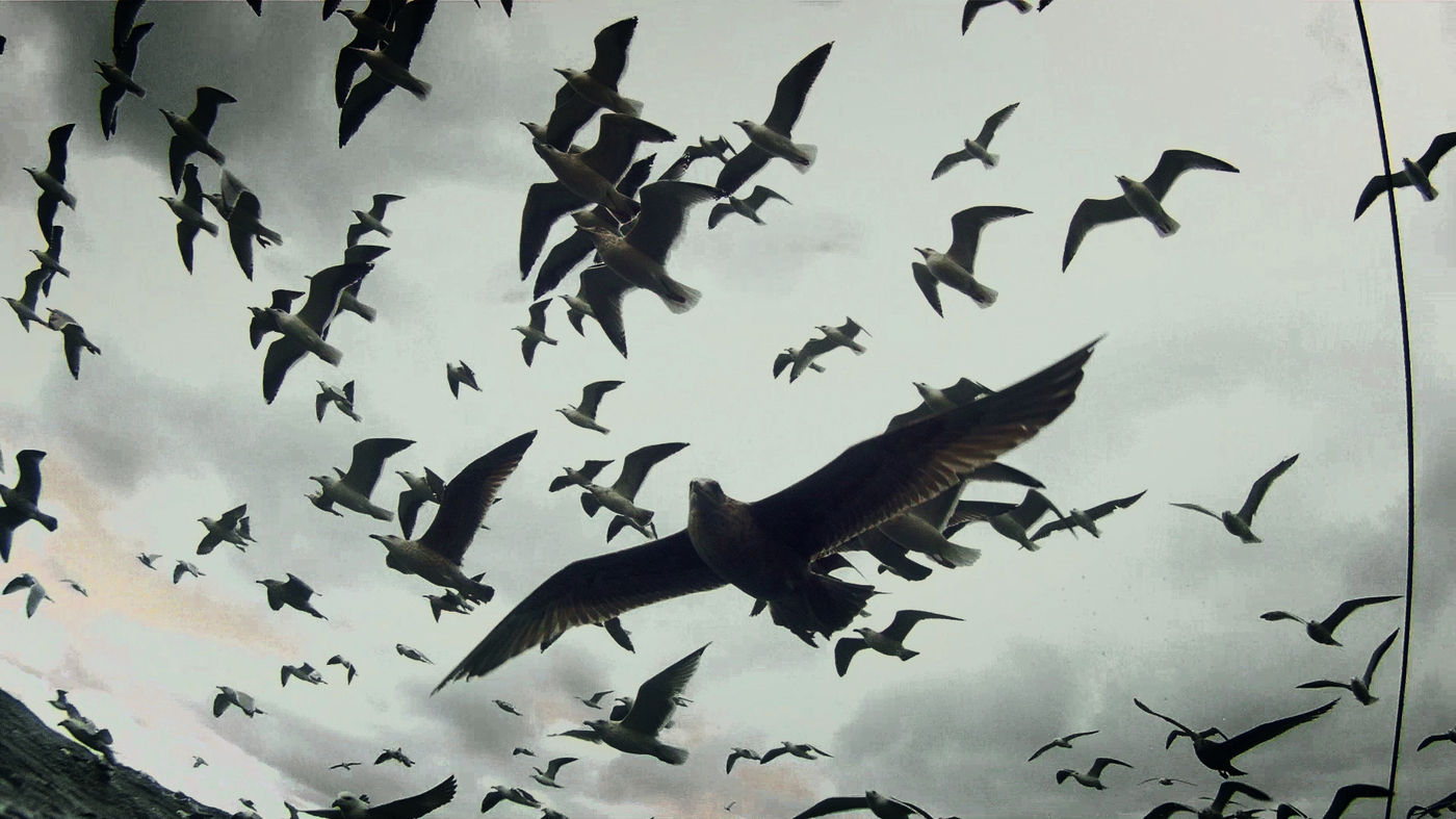 'Leviathan': The Fishing Life, From 360 Degrees : NPR