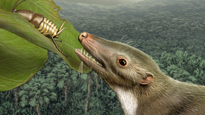 The Naming Of The Shrew : Krulwich Wonders... : NPR