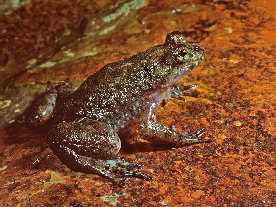 Resurrected Frog Gives Us Cause To Brood | WBUR
