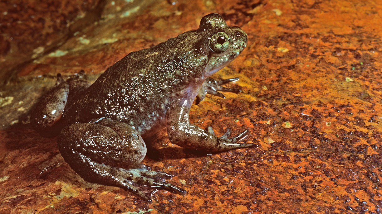 Resurrected Frog Gives Us Cause To Brood : NPR