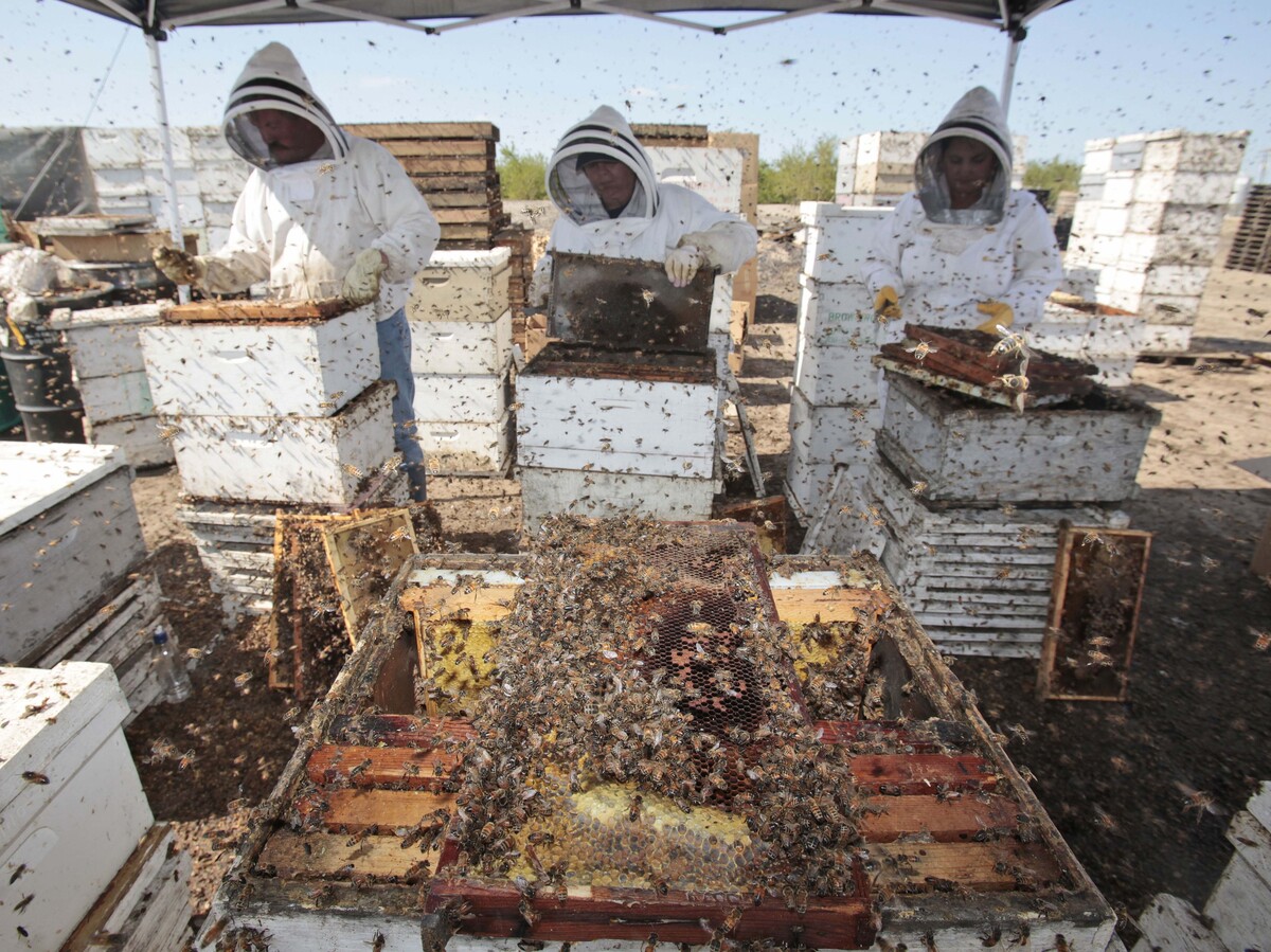 Are Agriculture's Most Popular Insecticides Killing Our Bees? : The ...
