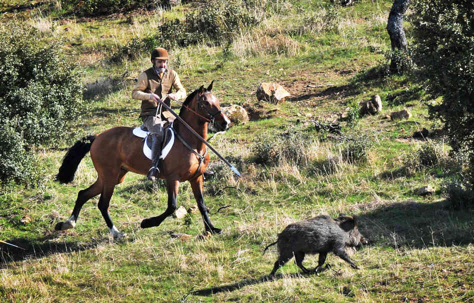 A Renaissance For 'Pigsticking' In Spain : NPR