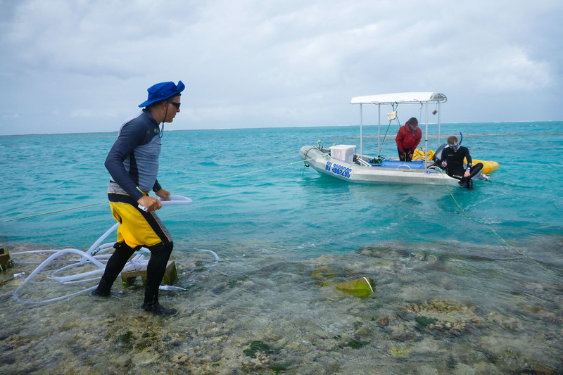 This Scientist Aims High To Save The World's Coral Reefs : NPR