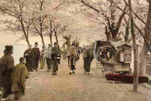 Japanese Cherry Blossoms, Circa 1890 : The Picture Show : NPR