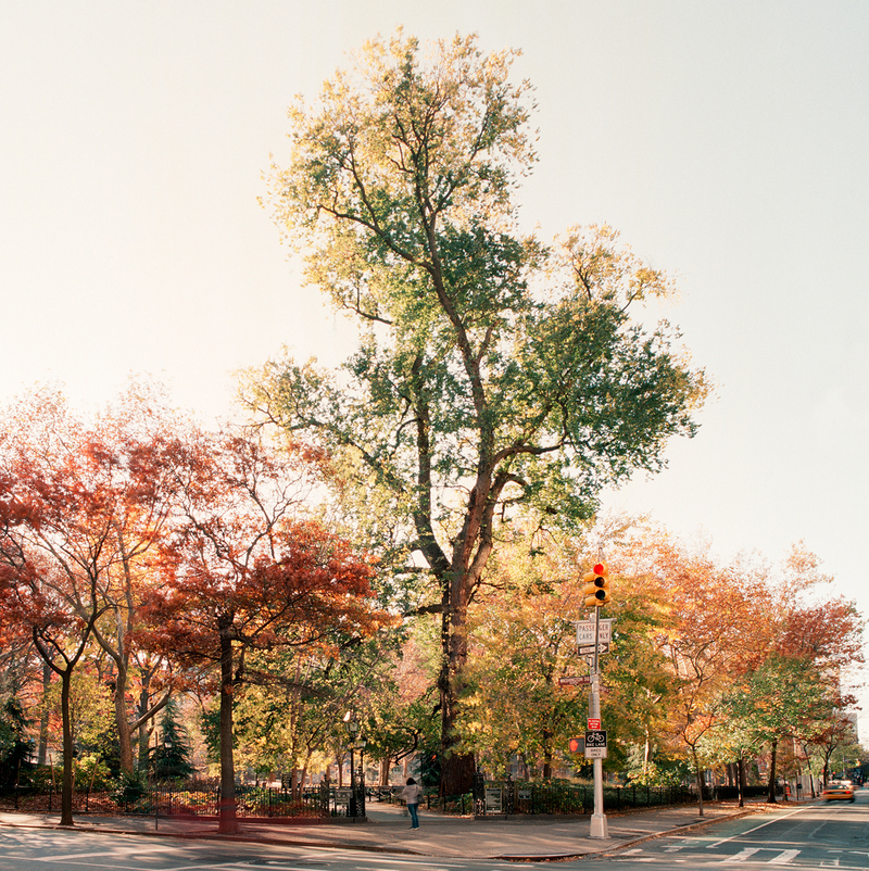 New York: A Concrete Jungle And 'City Of Trees,' Too : NPR