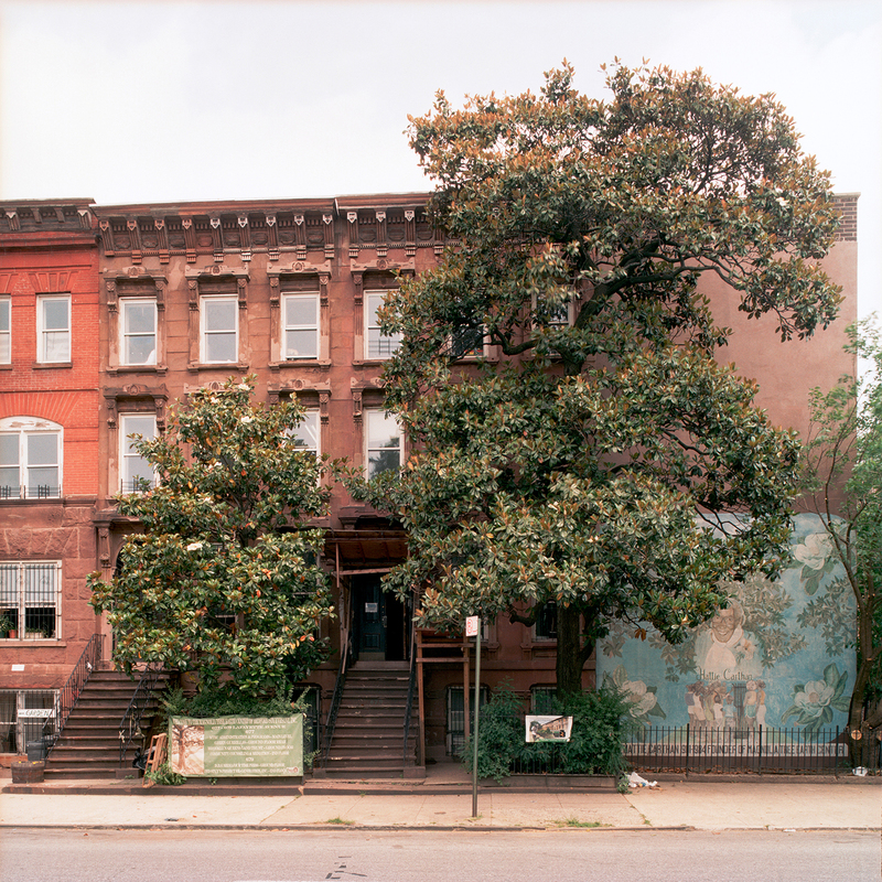 New York: A Concrete Jungle And 'City Of Trees,' Too : NPR