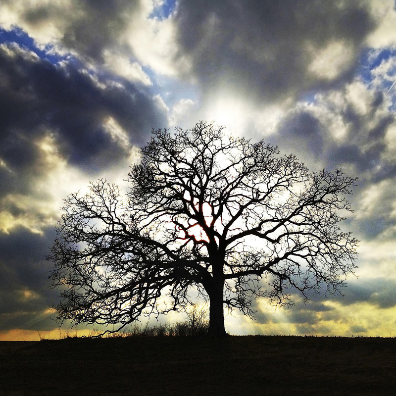 A Photographer And His Friend, 'That Tree' : The Picture Show : NPR
