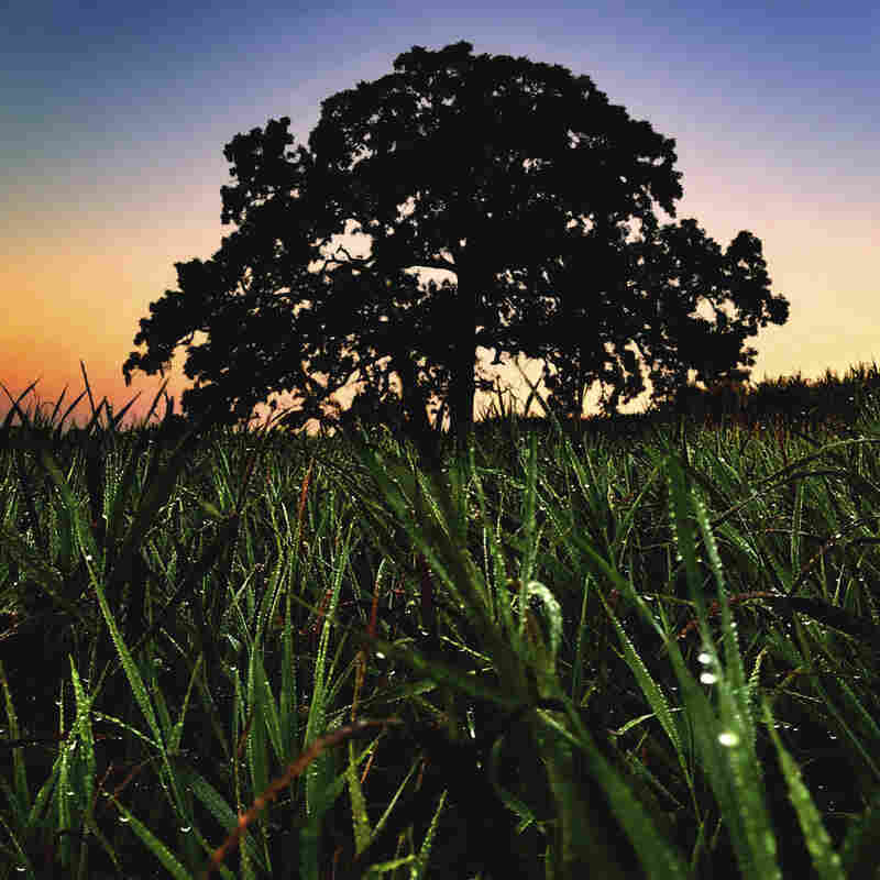 A Photographer And His Friend, 'That Tree' : The Picture Show : NPR