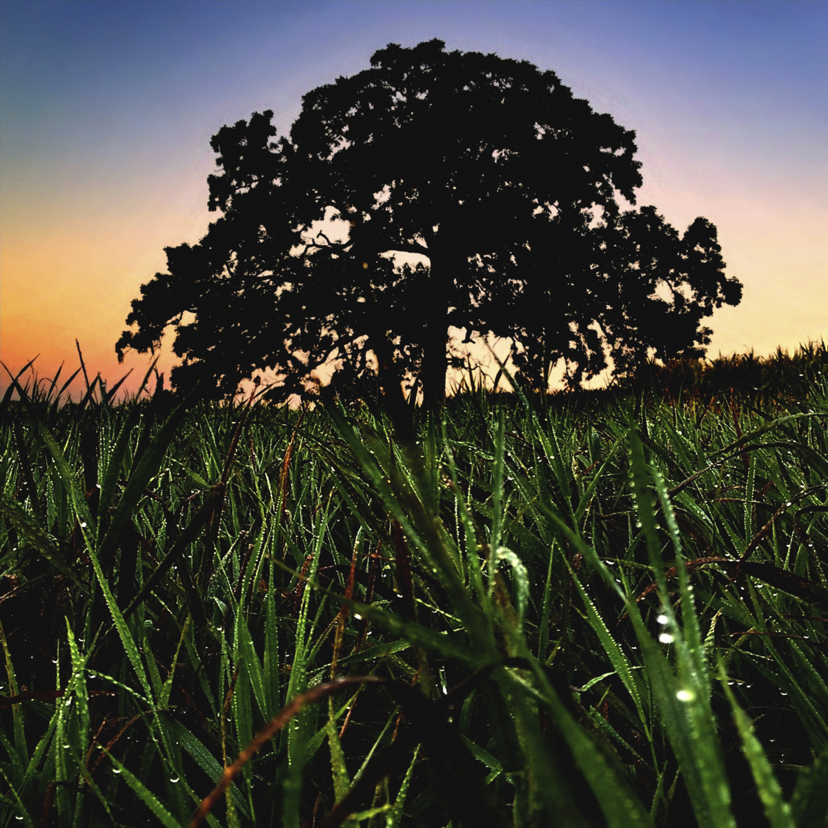A Photographer And His Friend, 'That Tree' | NCPR News