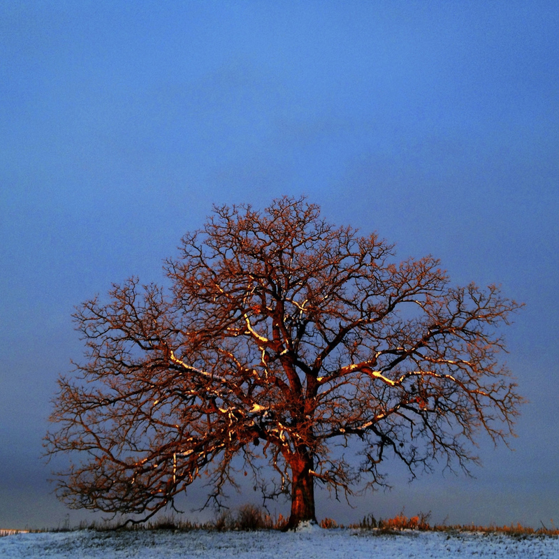 A Photographer And His Friend, 'That Tree' : The Picture Show : NPR