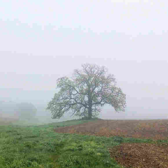 A Photographer And His Friend, 'That Tree' : The Picture Show : NPR