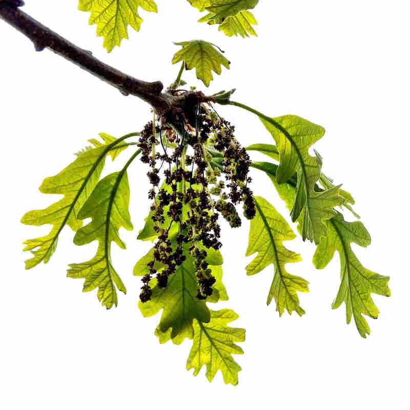 A Photographer And His Friend, 'That Tree' : The Picture Show : NPR