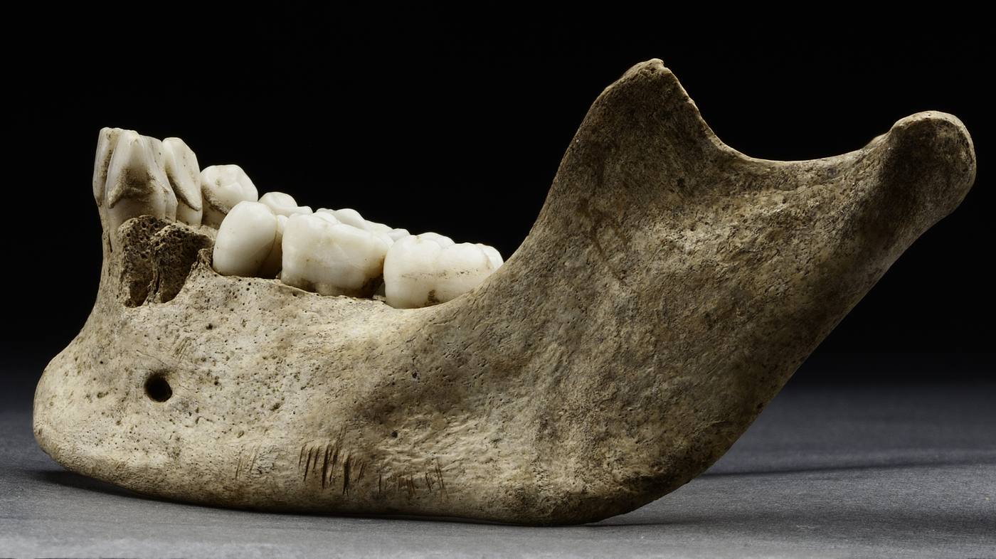 Bones Tell Tale Of Desperation Among The Starving At Jamestown : The ...