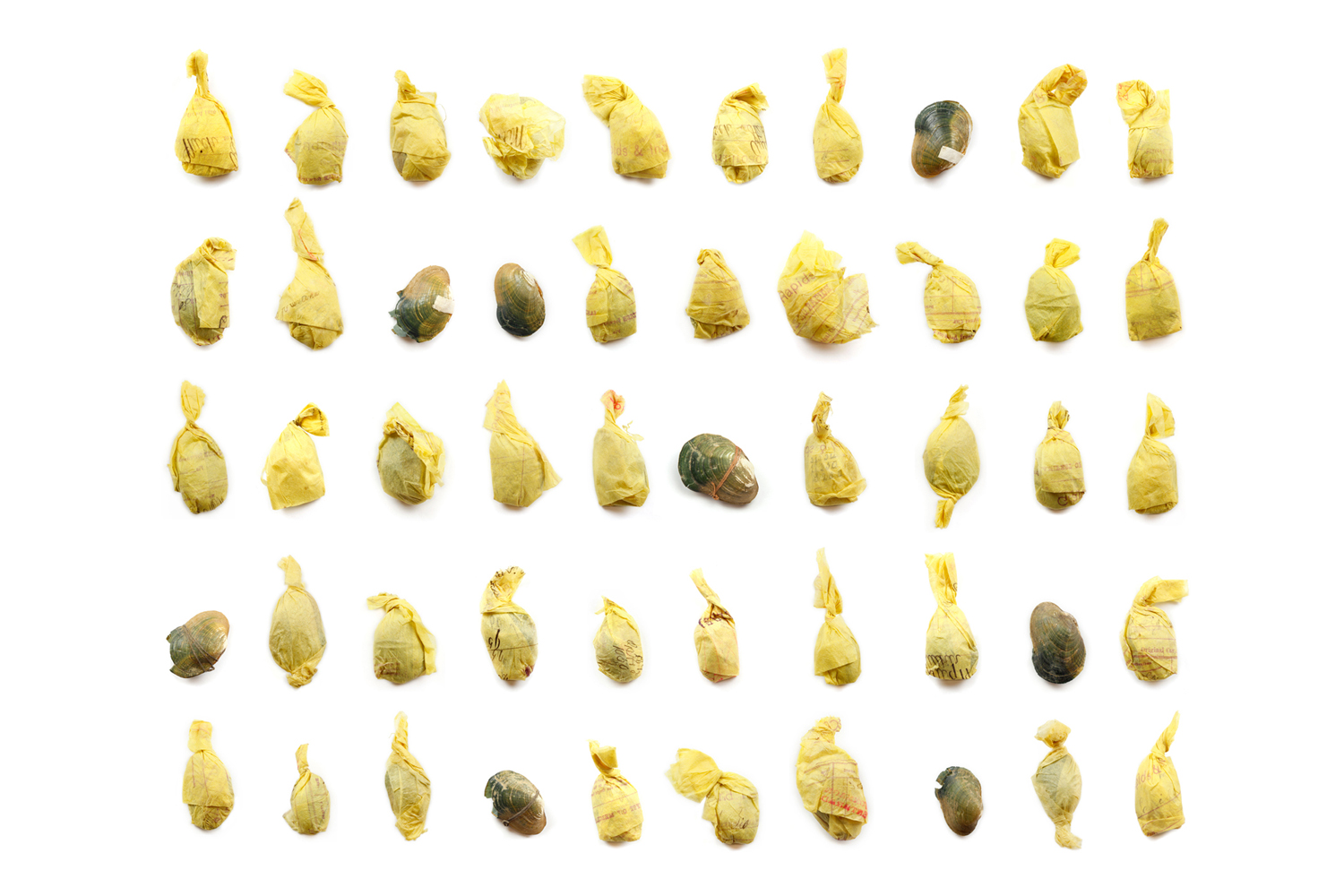 One Of These Shells Is Not Like The Others | NCPR News