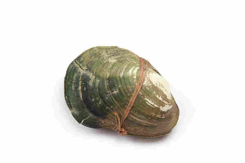 One Of These Shells Is Not Like The Others : The Picture Show : NPR