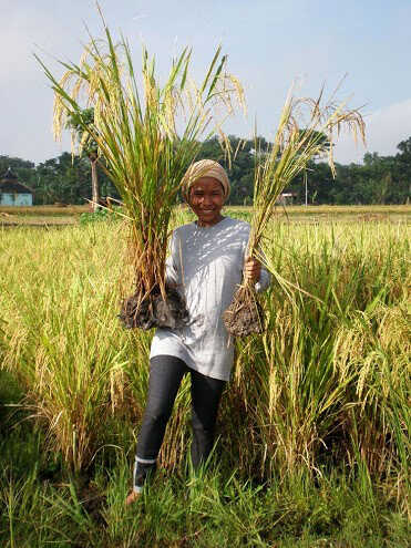 Unraveling The Mystery Of A Rice Revolution : The Salt : NPR
