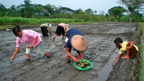 Unraveling The Mystery Of A Rice Revolution : The Salt : NPR