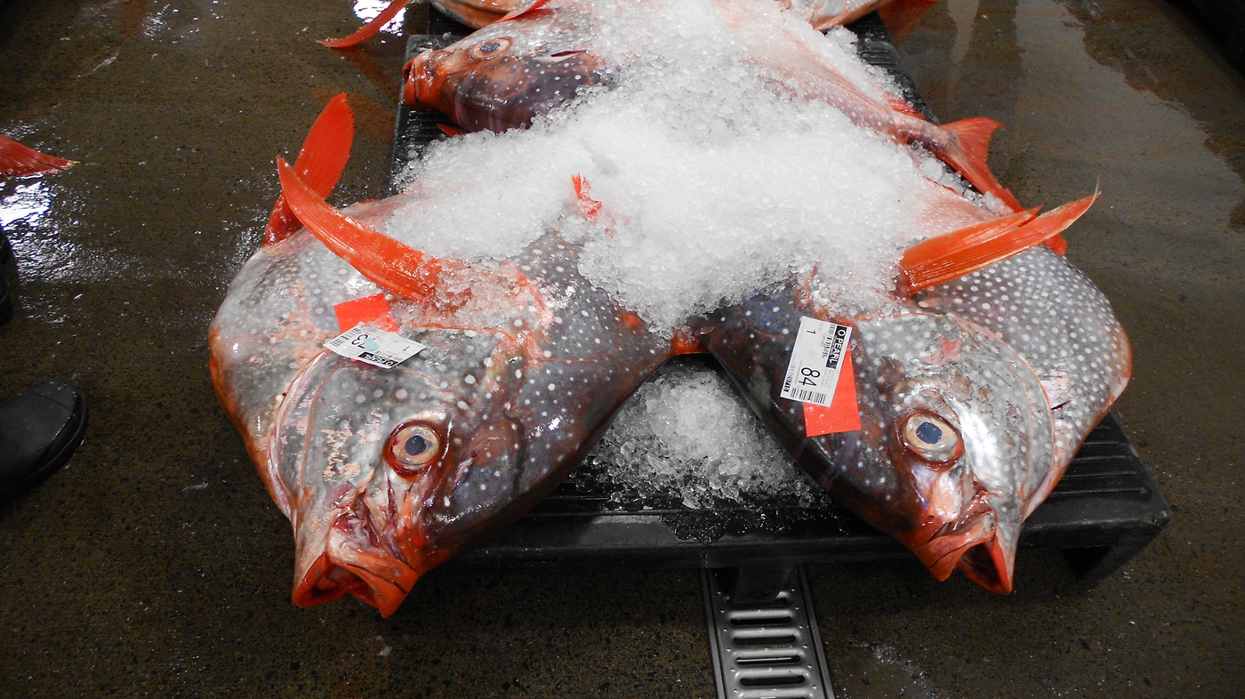 Wake Up And Smell The Tuna? Sunrise At Honolulu's Fish Auction : The ...