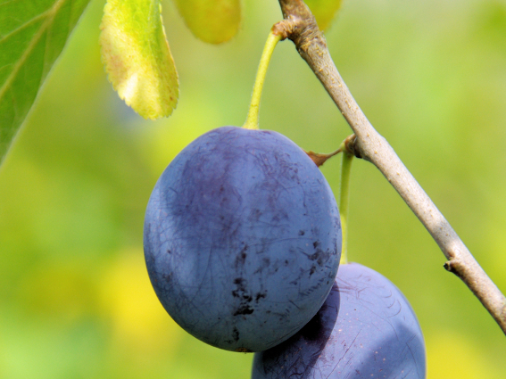 Plum Baby | NCPR News