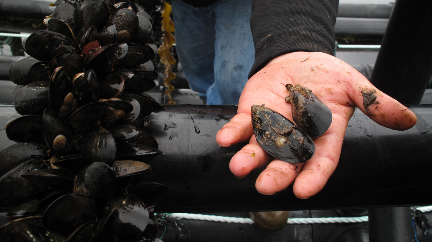 How To Clean Up Fish Farms And Raise More Seafood At The Same Time ...