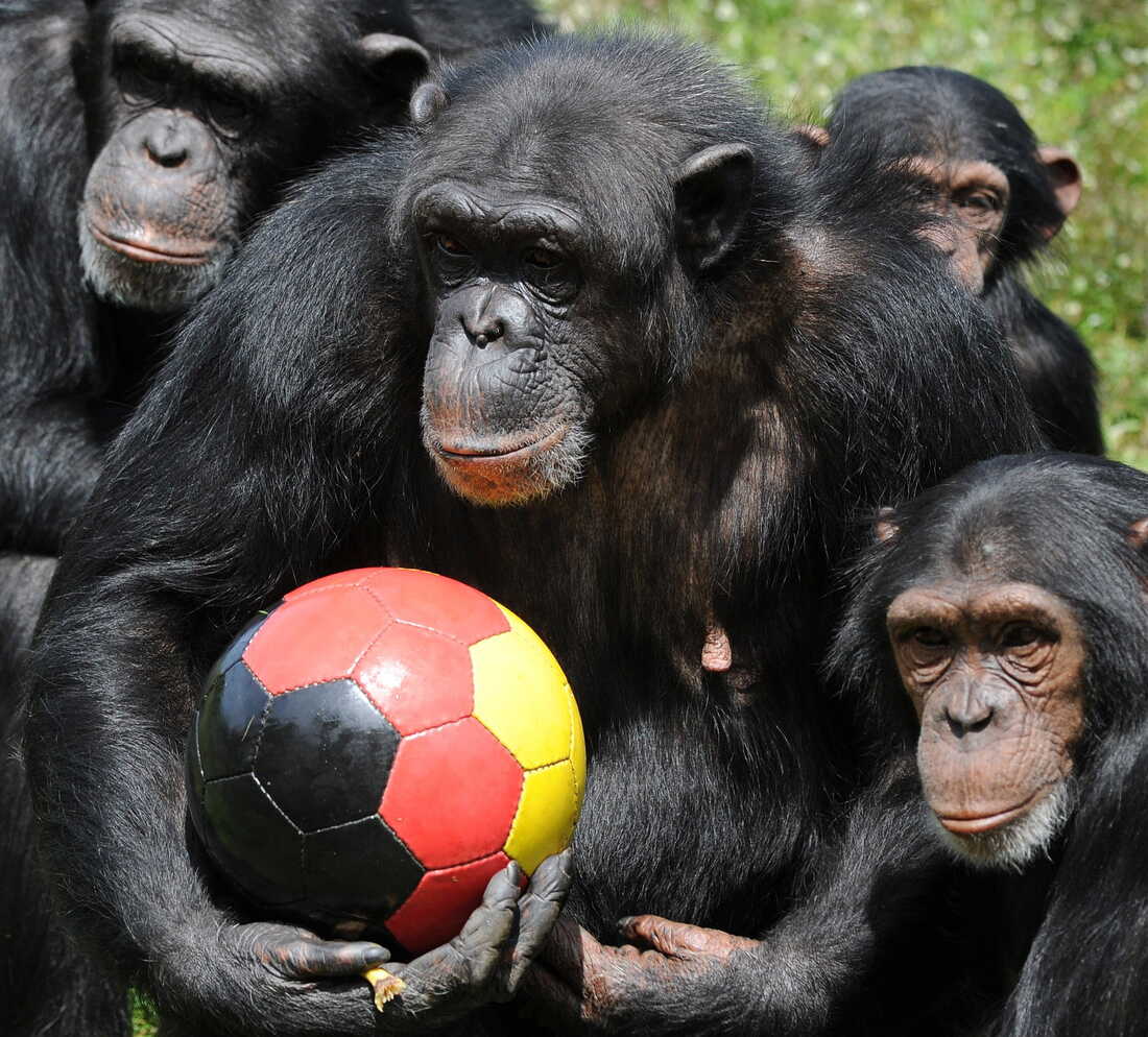 U.S. To Recommend Listing All Chimpanzees As Endangered : The Two-Way : NPR