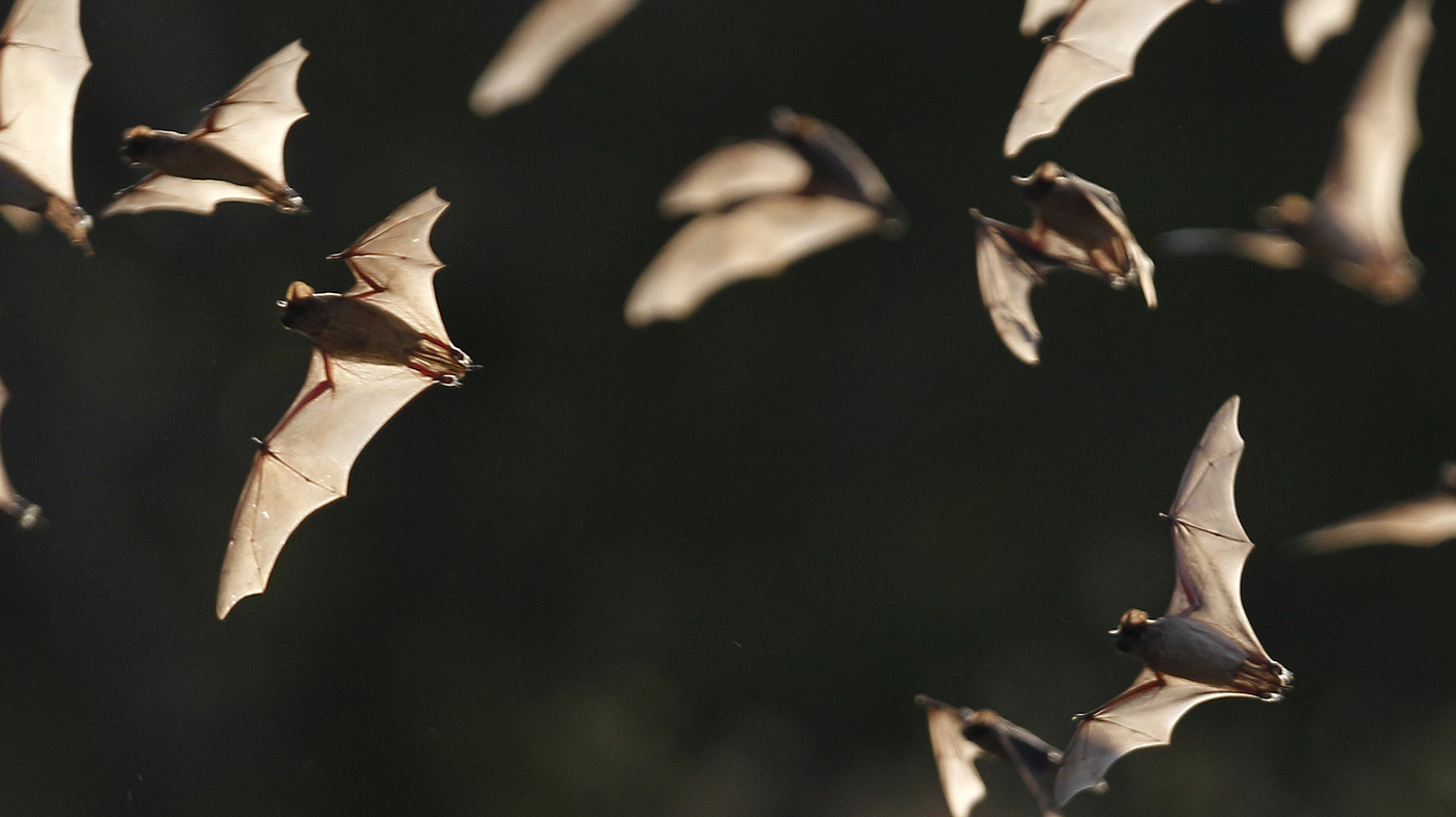 Massive Bat Cave Stirs Texas-Size Debate Over Development : NPR