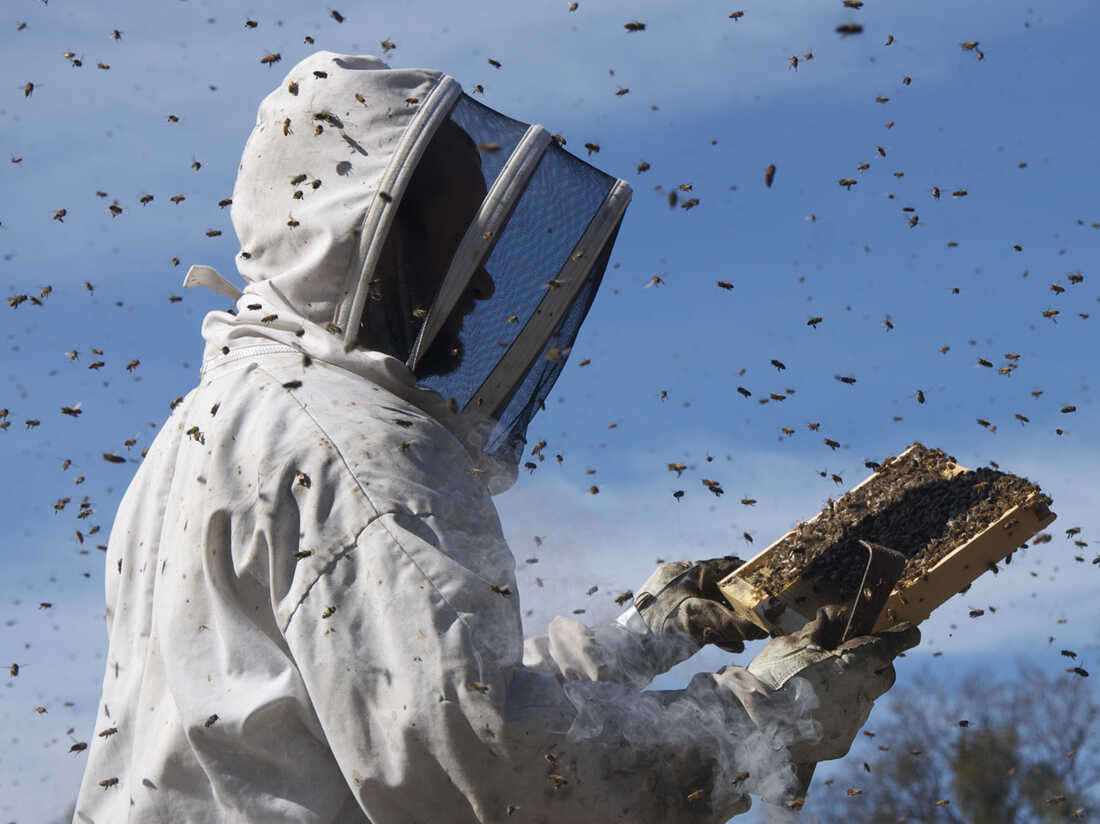 Movie Review - 'More Than Honey' - Worst-Case Scenario Sees A World ...