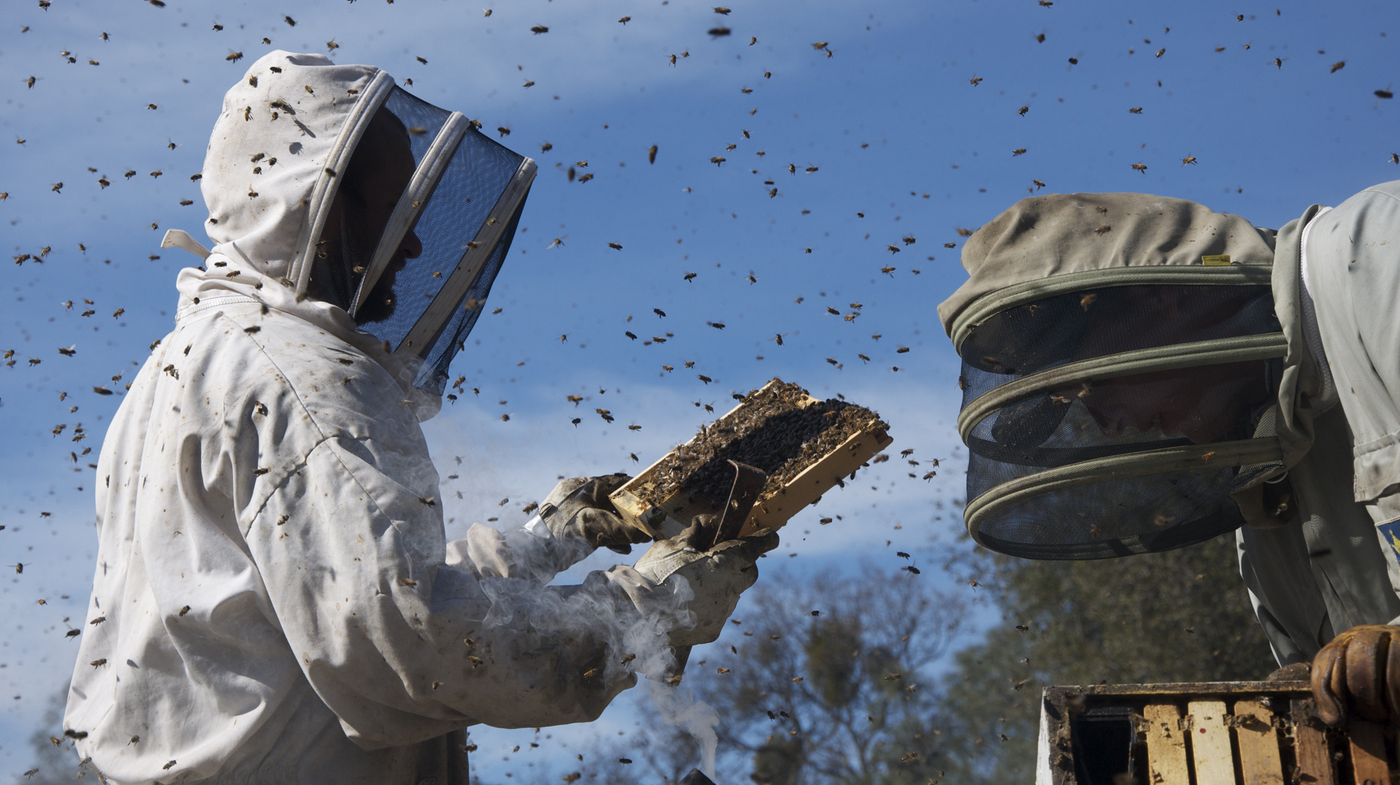 Movie Review - 'More Than Honey' - Worst-Case Scenario Sees A World ...