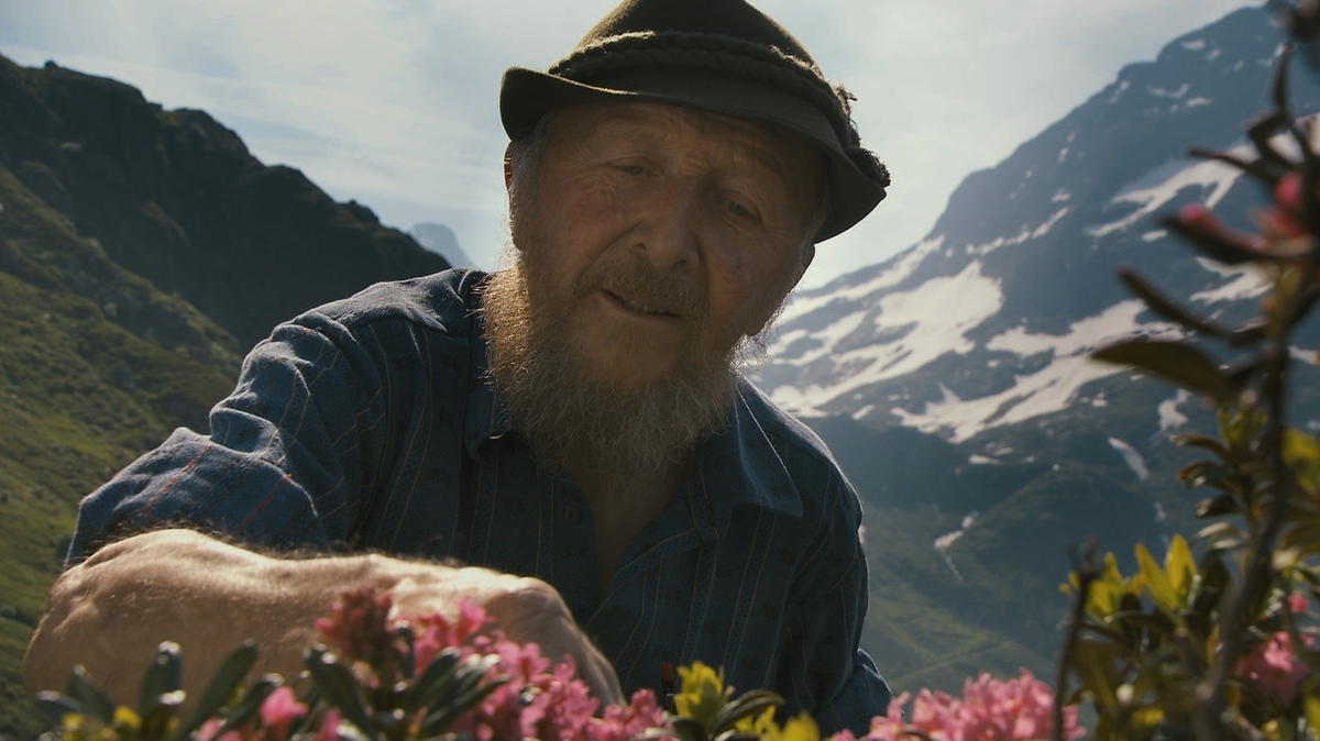 Movie Review - 'More Than Honey' - Worst-Case Scenario Sees A World ...