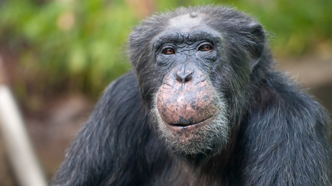 Rule Would List All Chimps As Endangered, Even Lab Animals : Shots ...