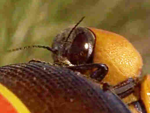 The Love That Dared Not Speak Its Name, Of A Beetle For A Beer Bottle ...